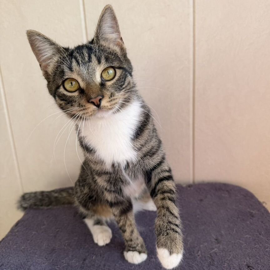 Котёнок в добрые руки