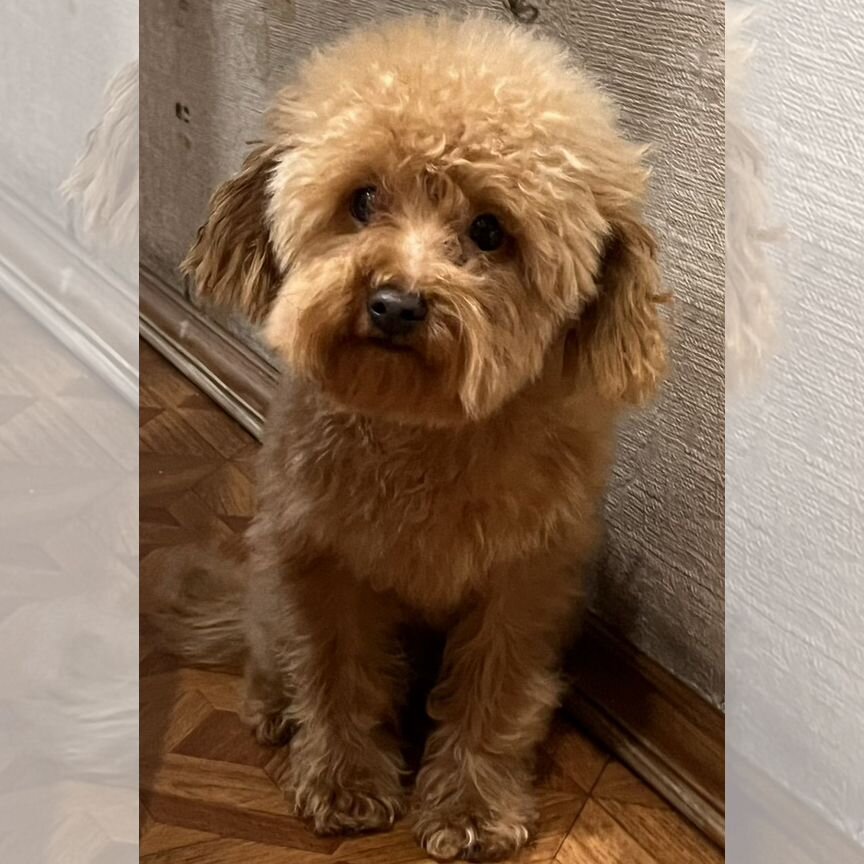 Щенок мальтипу