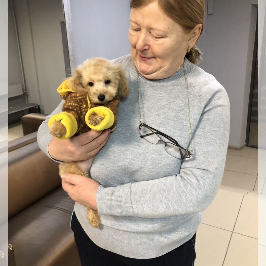 Той-пудель, щенок