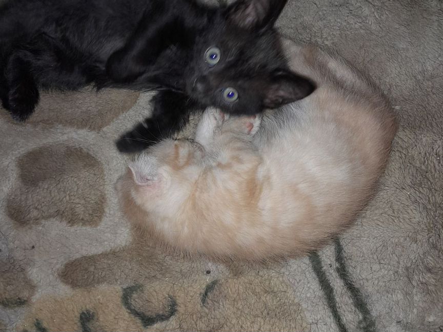 Кошка