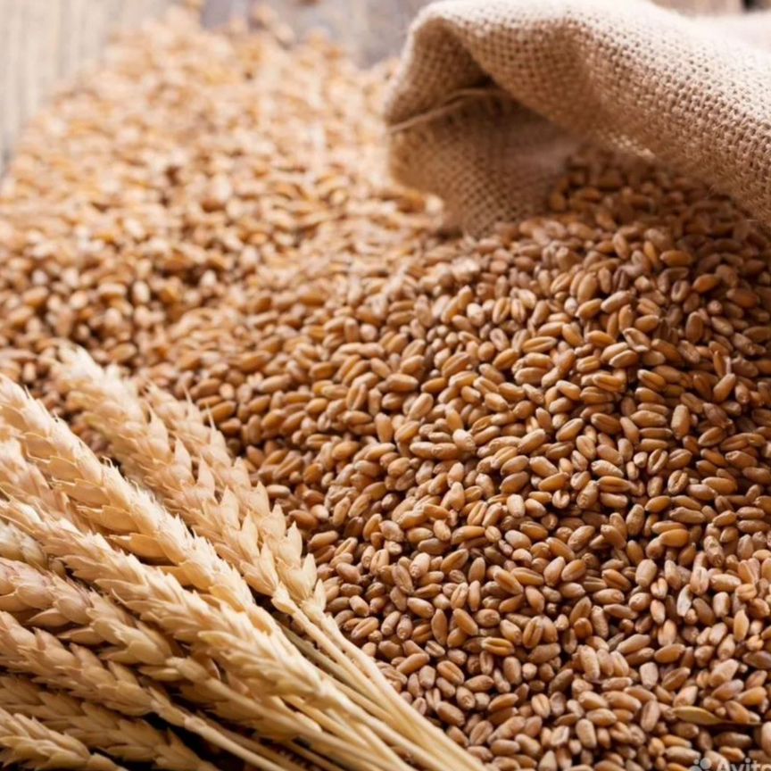 Пшеница