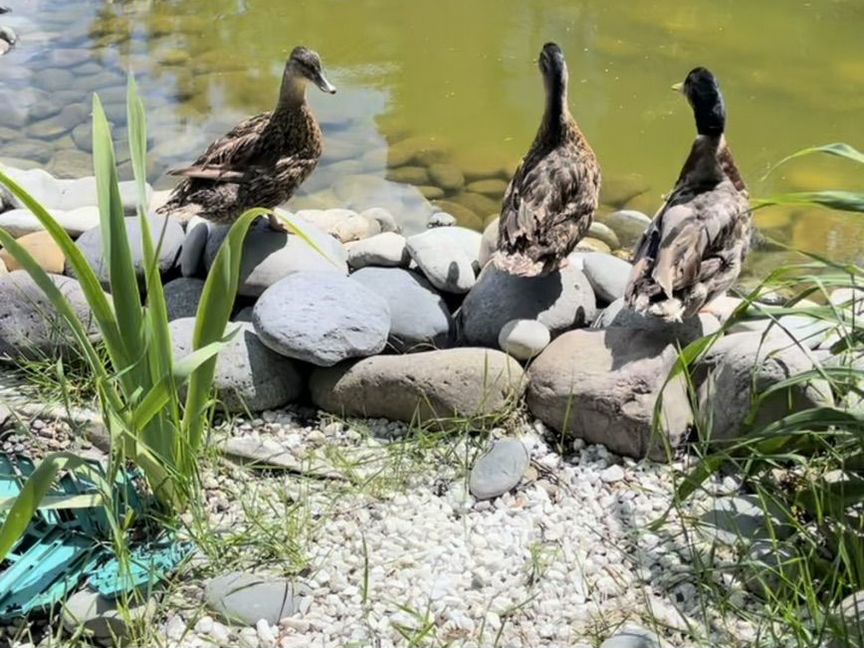 Подсадные утки