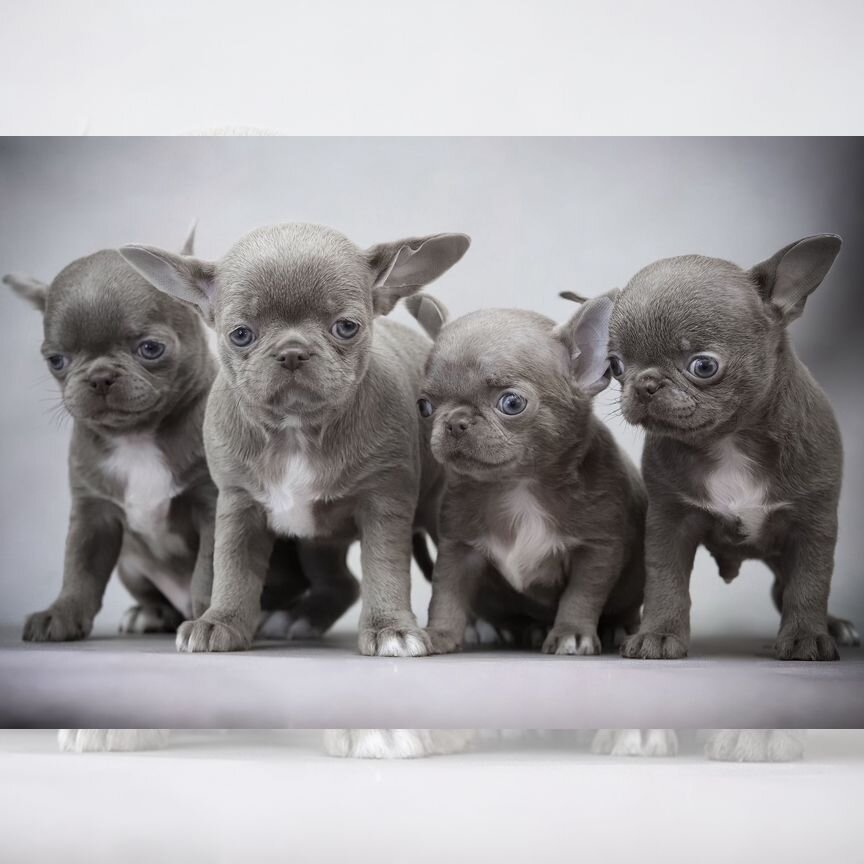 Чихуахуа, щенок