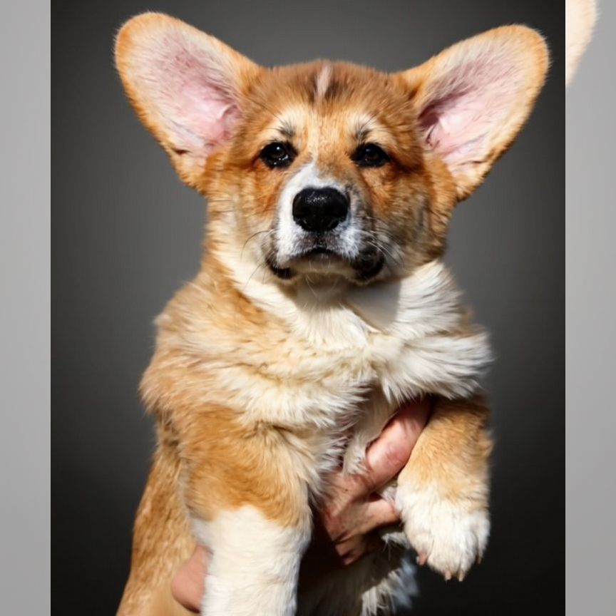 Вельш Корги Пемброк, щенок