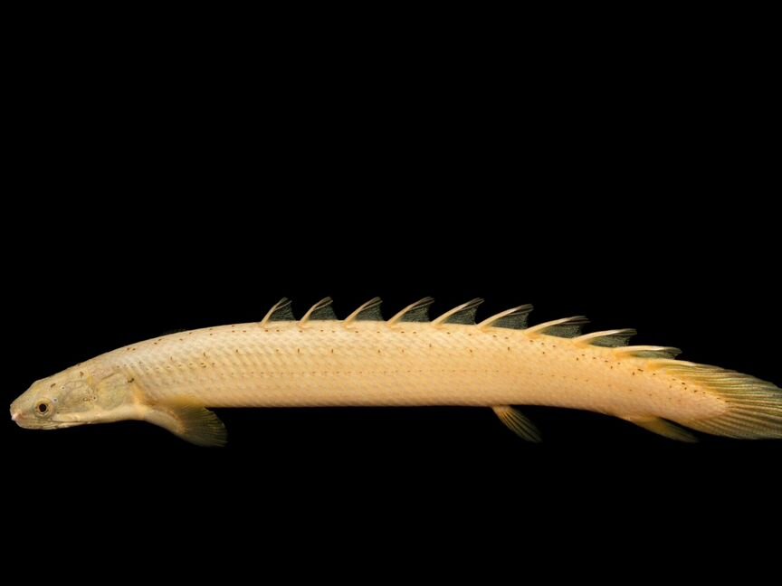 Полиптерус Сенегальский Золотой (Polypterus Seneg