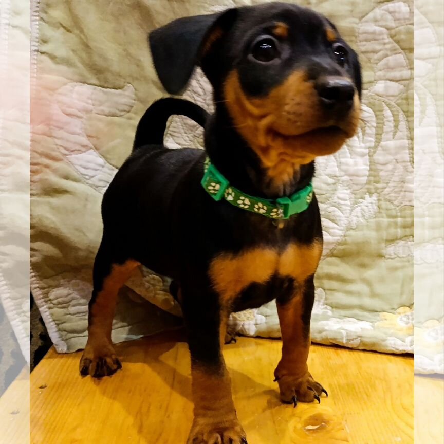 Цвергпинчер, щенок