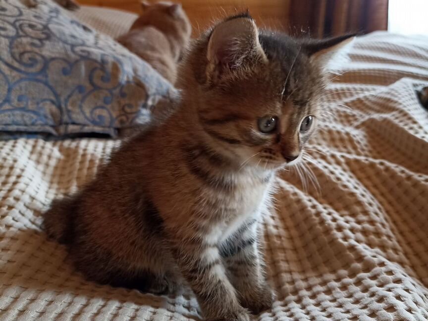 Кошки в добрые руки