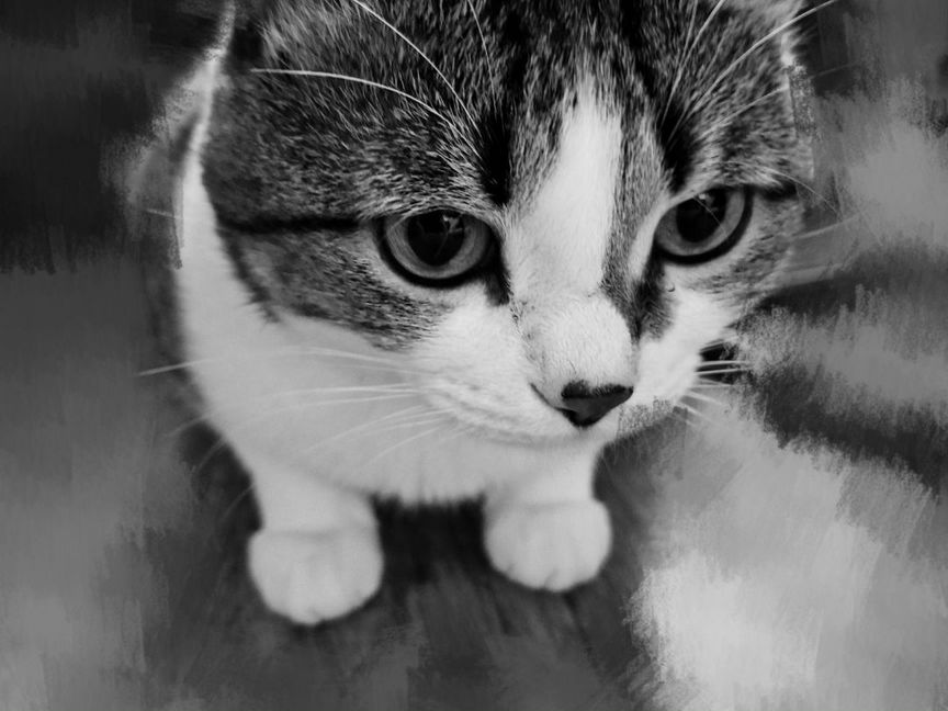 Кошка