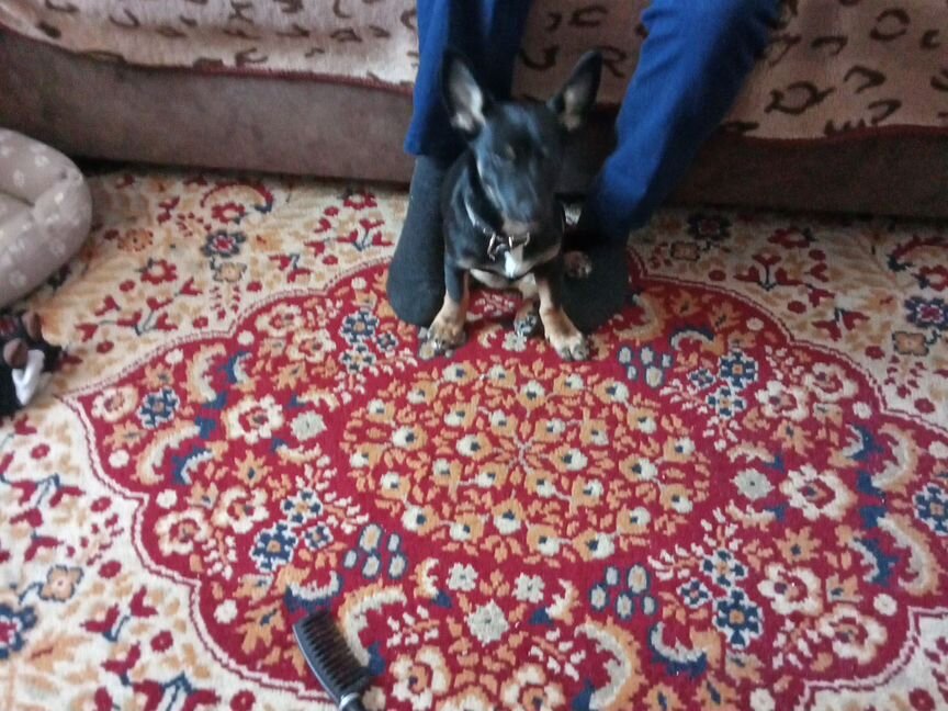 Мальчик 4.5 мес.порода Джек рассел добрый умный