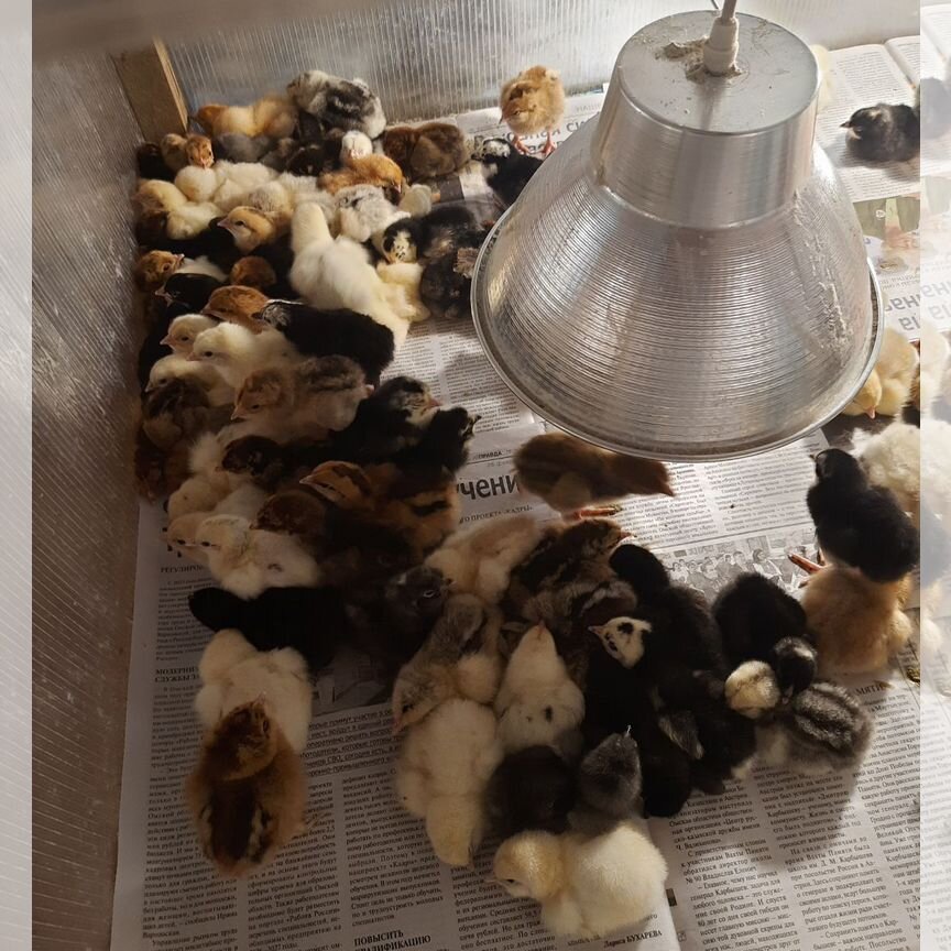 Цыплята домашние