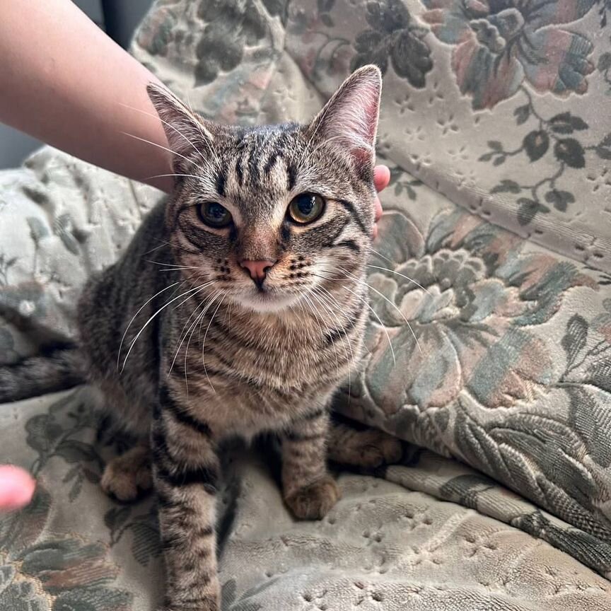 Кот