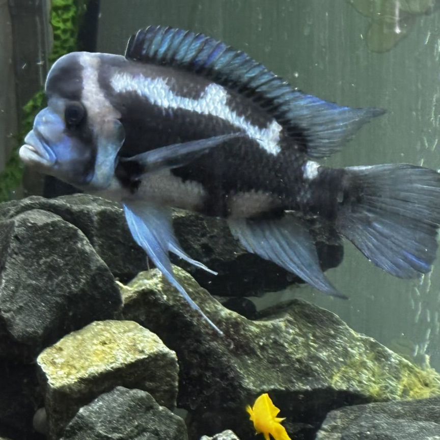 Фронтоза черная вдова