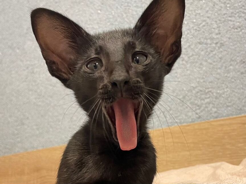 Ориентальные котята (мальчик)