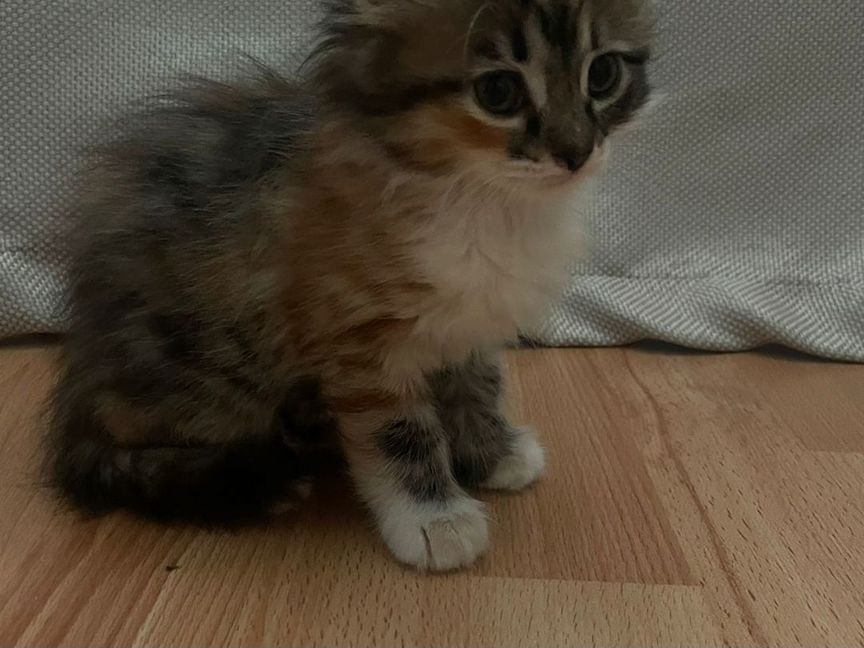 Отдам замечательных котят в добрые руки