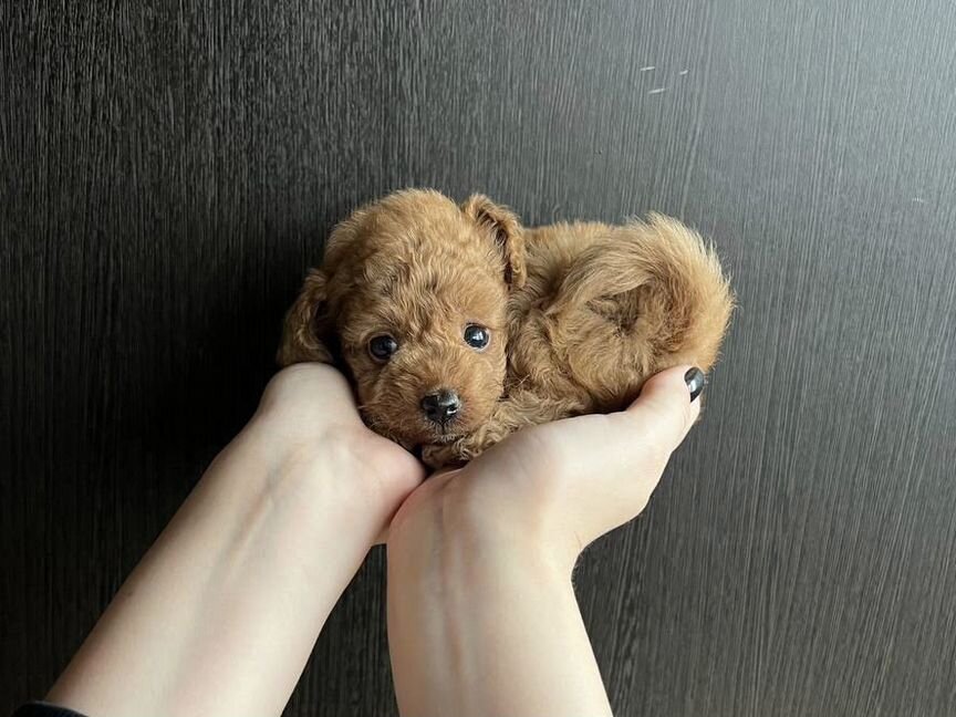 Той-пудель мини щенки