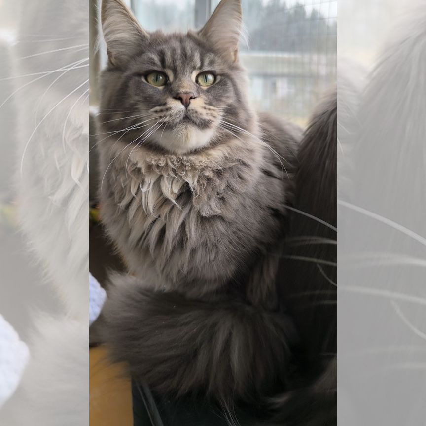 Кошечки с лицом