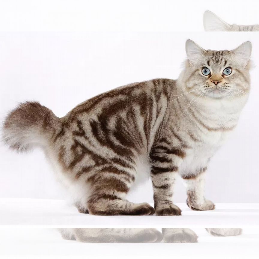 Кот. Американский бобтейл