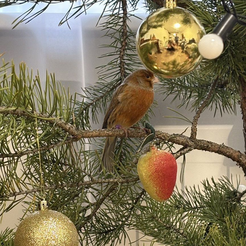 Канарейка (кенар) Агат красный мозайк