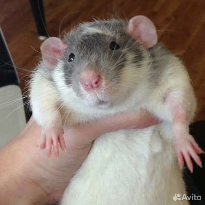 Мышь Дамбо в добрые руки