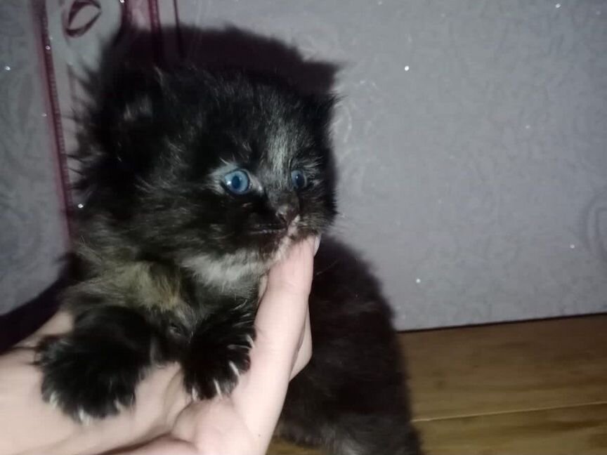 Кошечка удача