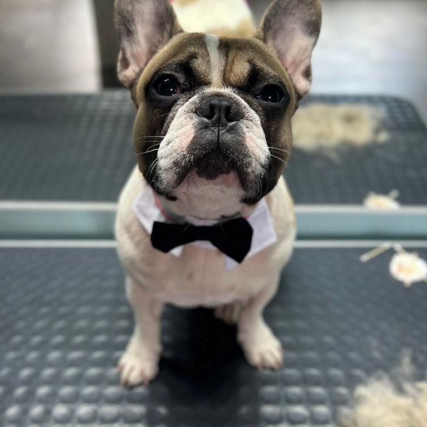 Французский бульдог, вязка