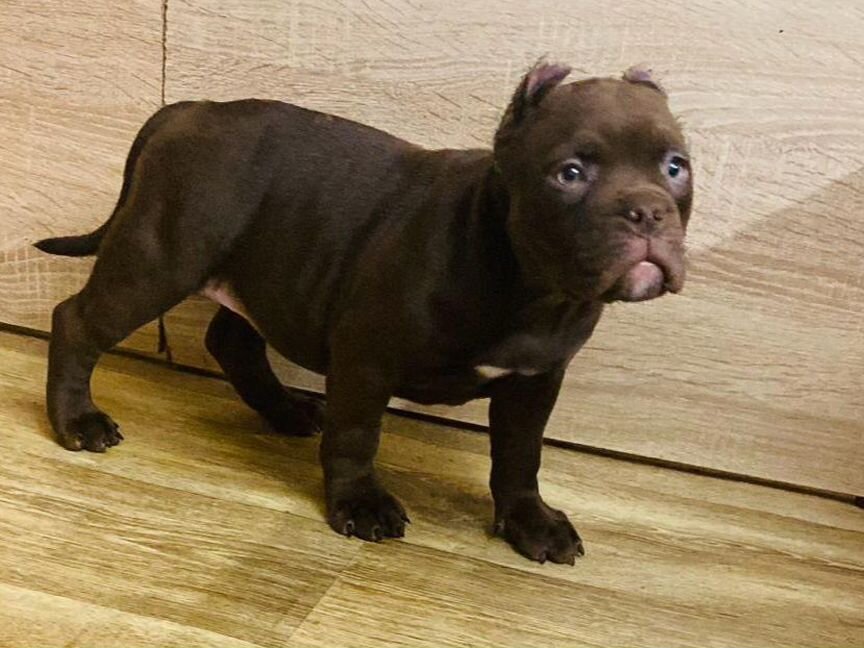 Шоколадная Девочка американского булли pocket