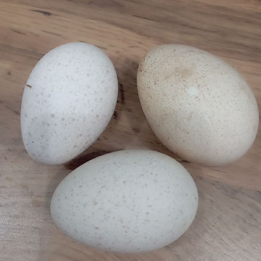 Инкубационное яйцо