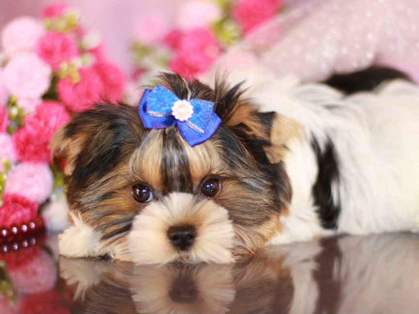 Самый красивый мальчик