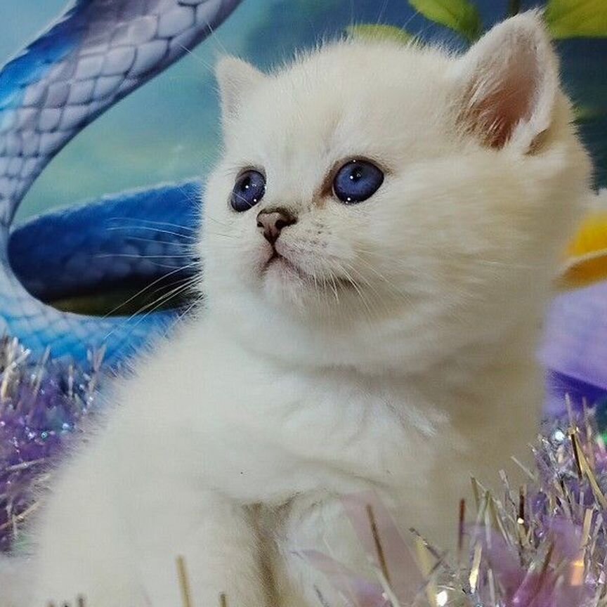 Британские синеглазые котята
