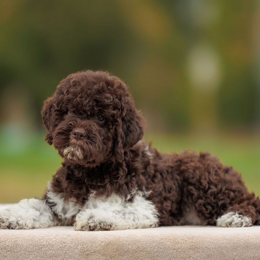 Самые очаровательные щенки на свете