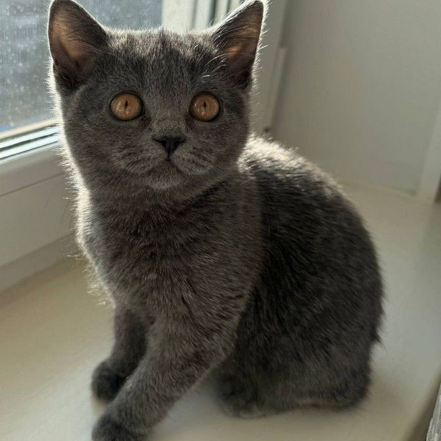 Шотландский прямоухий короткошёрстный котёнок