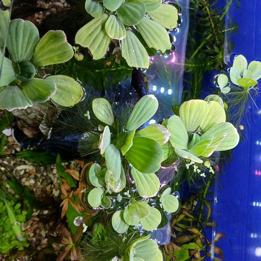 Аквариумное растение пистия