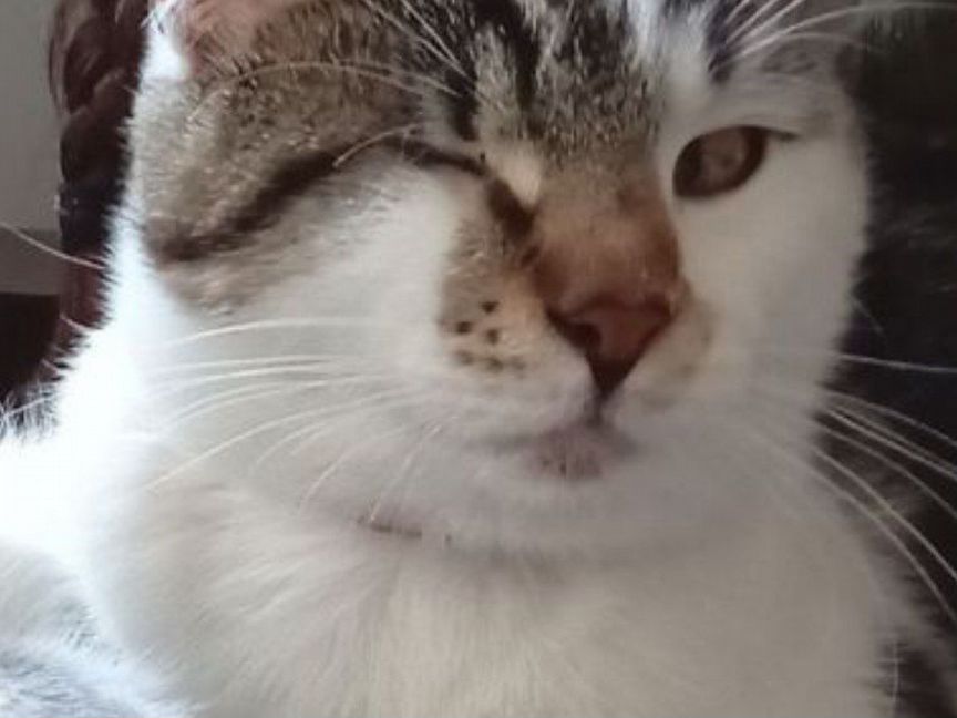 Котики привитые девочка стерелизована