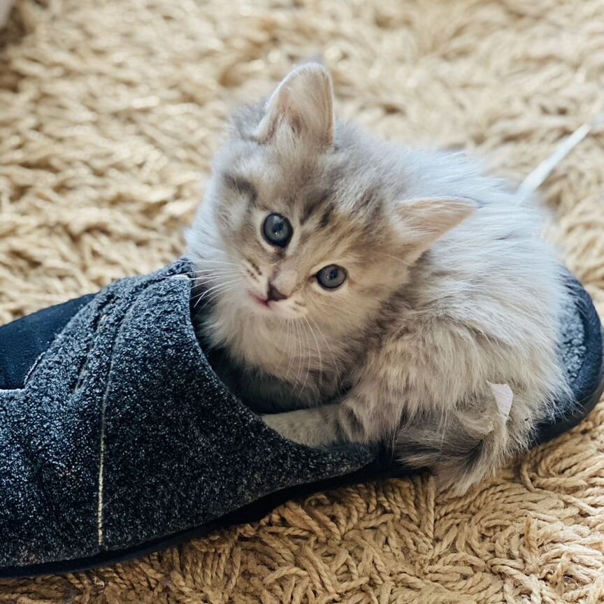 Отдам в добрые руки