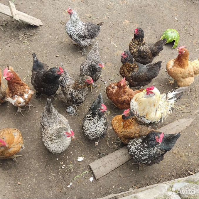 Молодые красивые курицы несушки +Петух