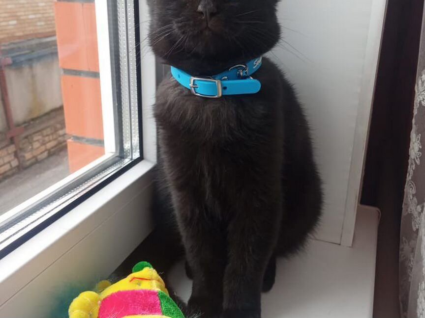 Кошка