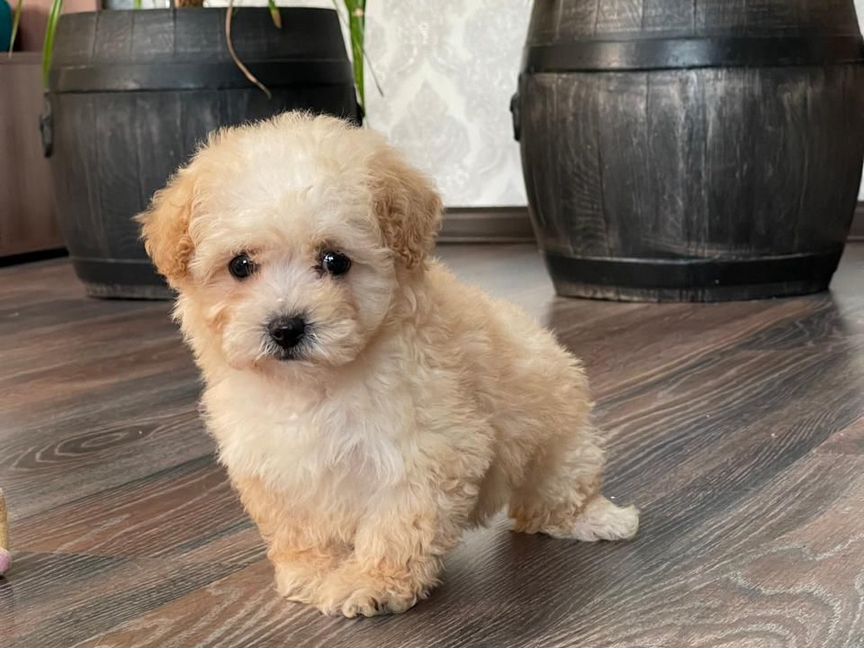 Мальтипушечка