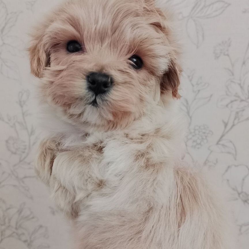 Мальтипу, щенок