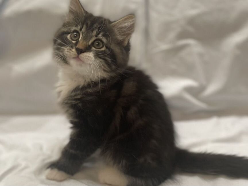 Сибирские котята