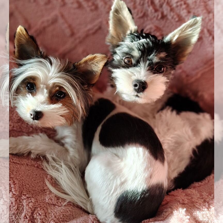 Бивер-йоркширский терьер, щенок