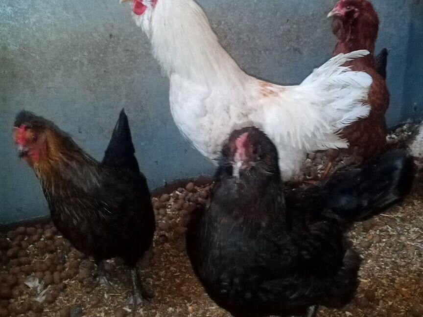Куры несушки продам