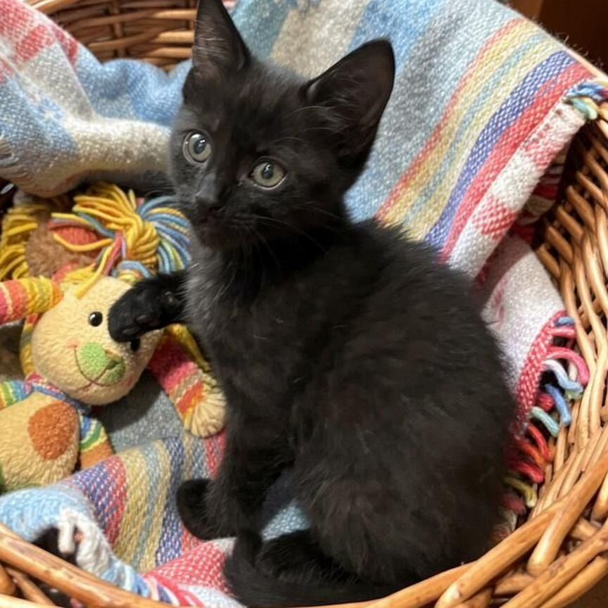 Котёнок в добрые руки