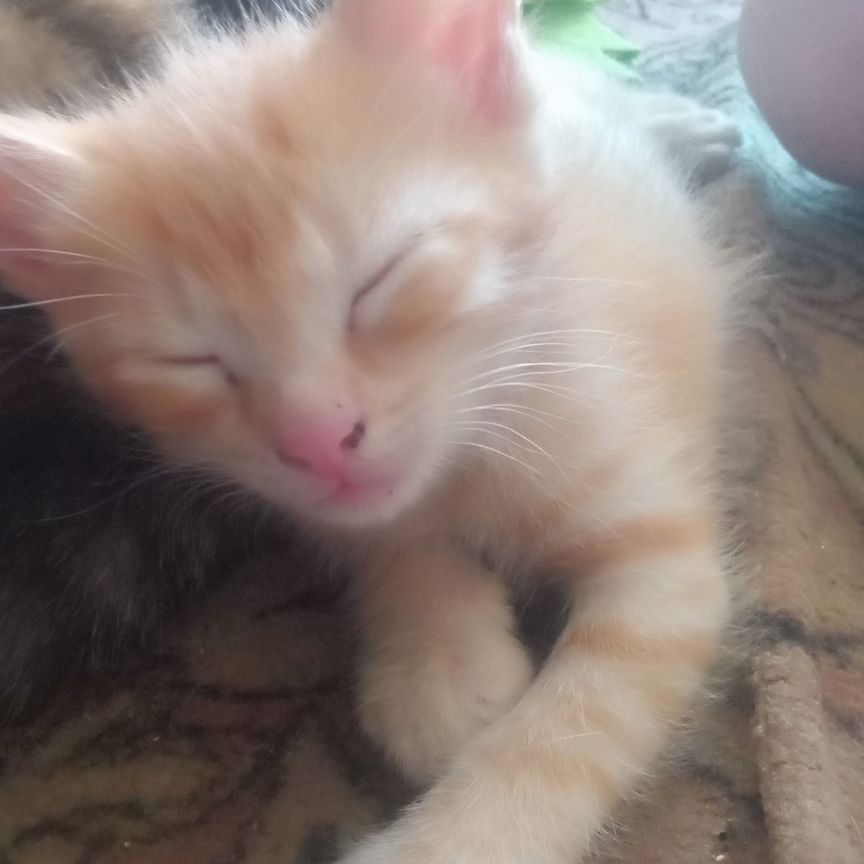 Котенок продаю