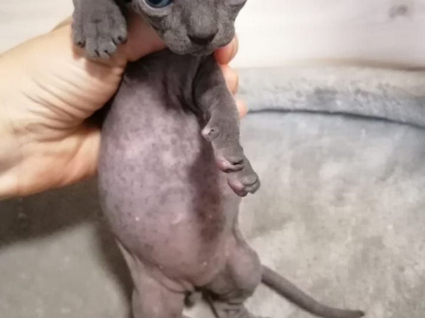 Котик канадского сфинкса