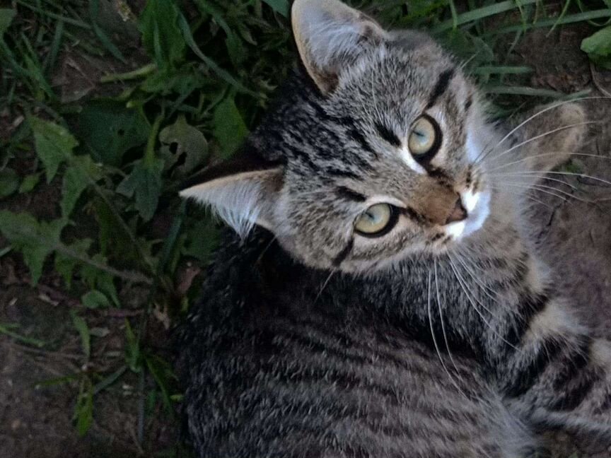 Котята чистенькие, ухоженные, привезу любое место