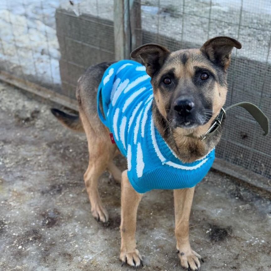 Пес в возрасте Джой в добрые руки на доживание
