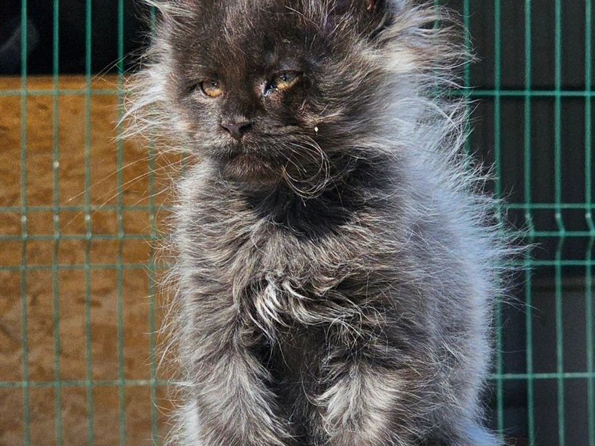 Мейн-кун девочка