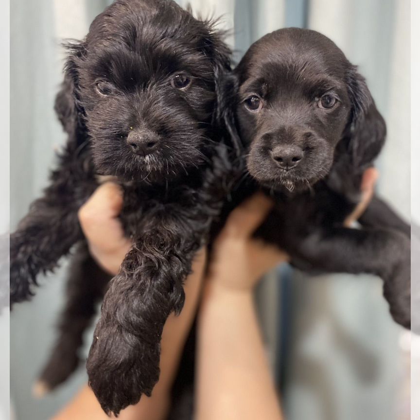 Русский охотничий спаниель, щенок