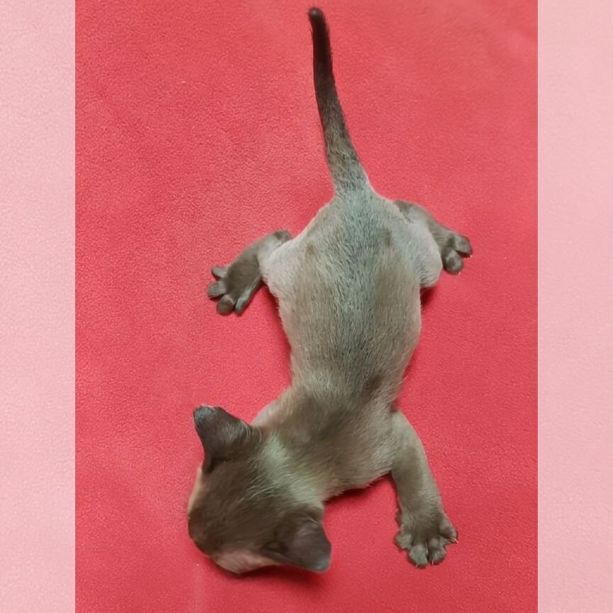 Европейский бурманский котёнок