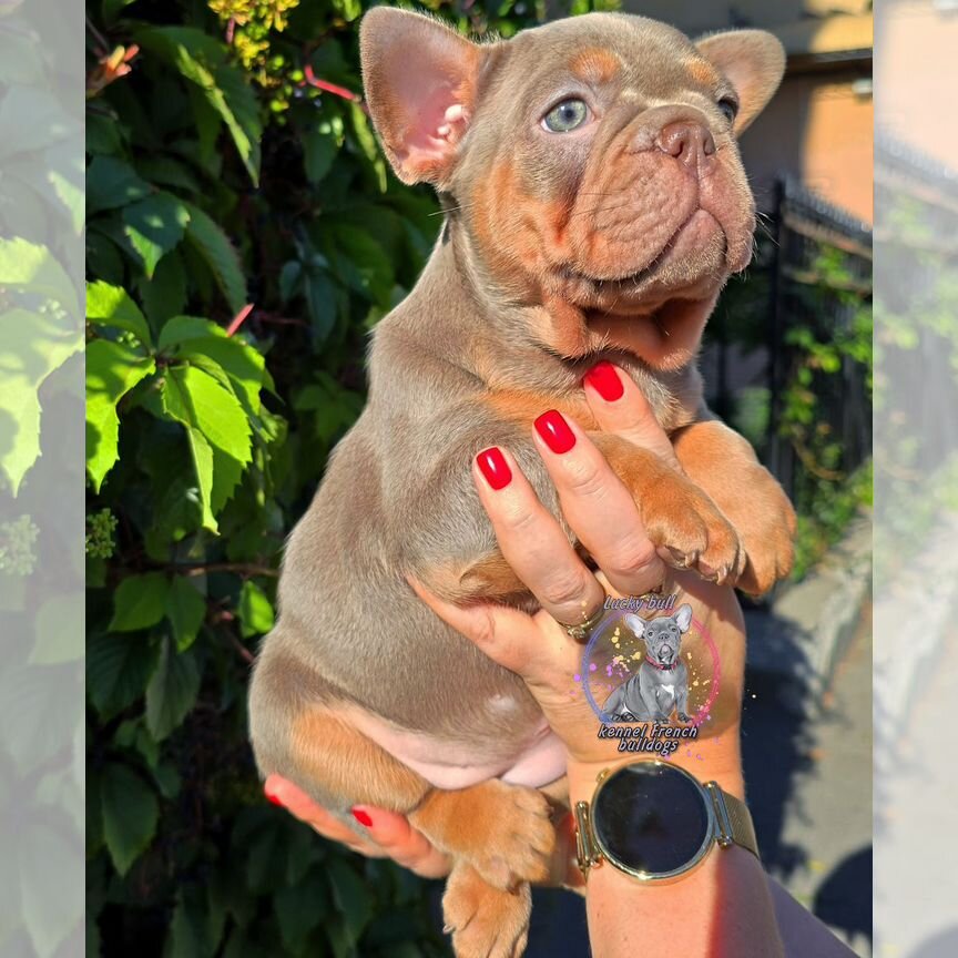 Французский бульдог изабелла девочка